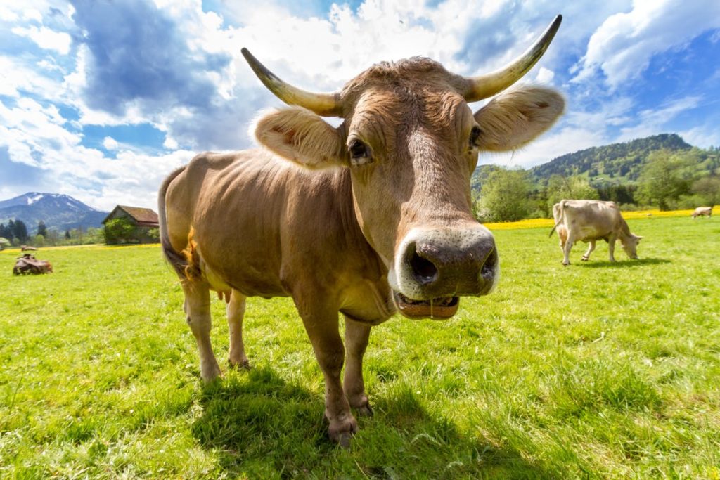cow-pasture-animal-almabtrieb - JourneyOnline